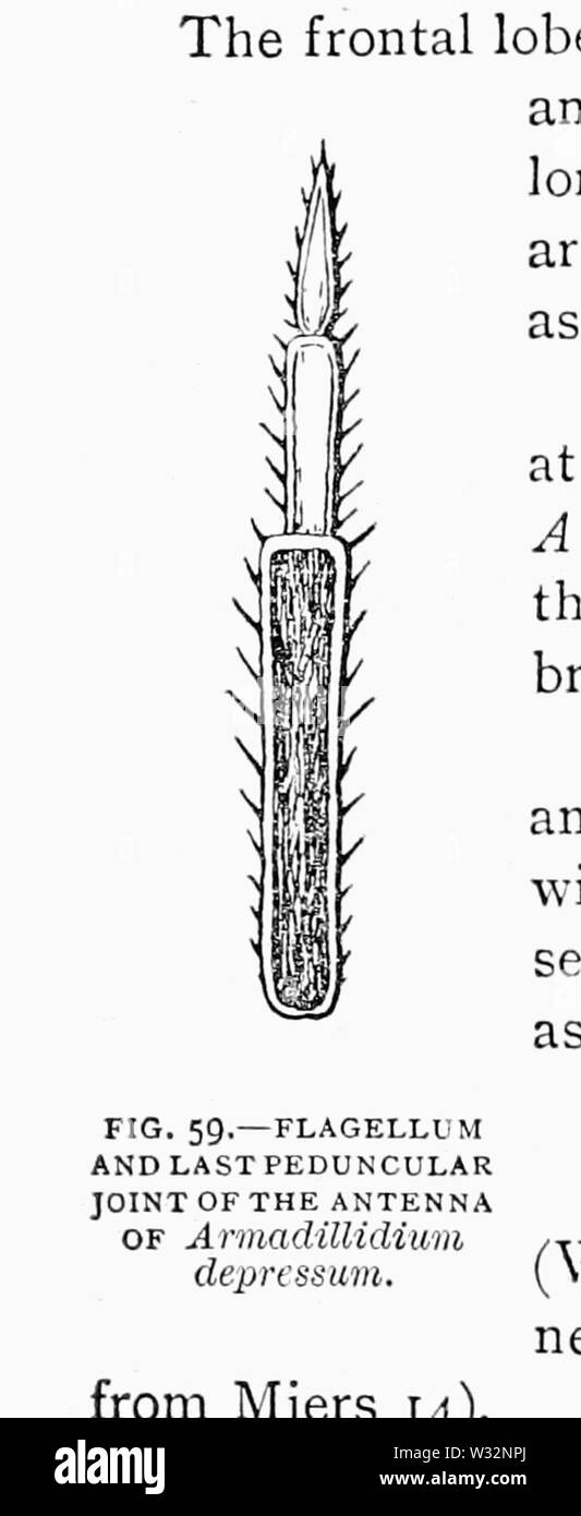 The British Woodlice 43 Stock Photo - Alamy