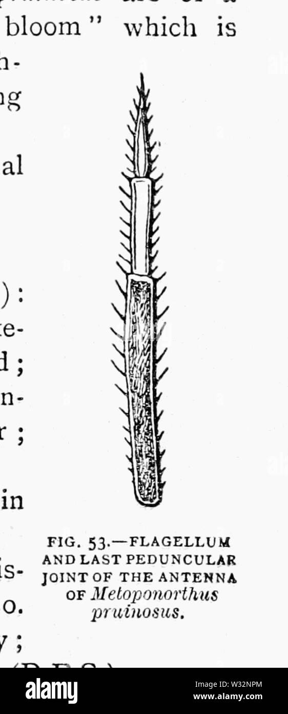 The British Woodlice 37 Stock Photo - Alamy