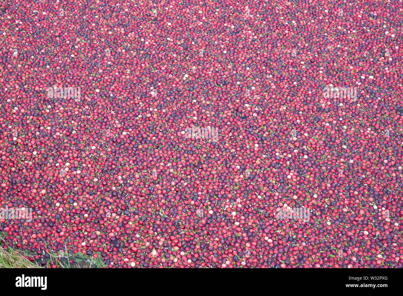 Cranberries Floating. Cranberries floating on a flooded cranberry bog ...