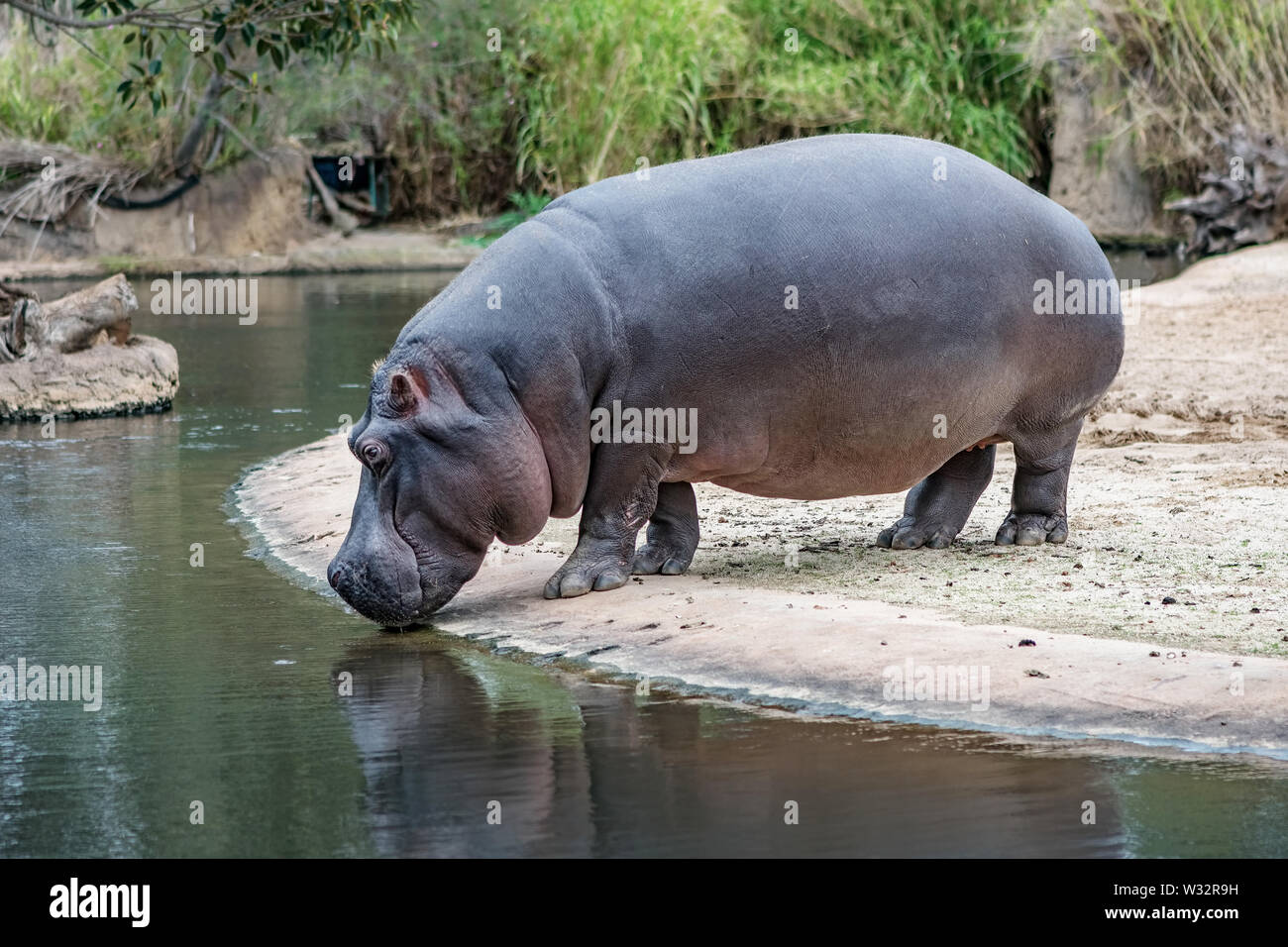 hippo drinking water Stock Photo - Alamy