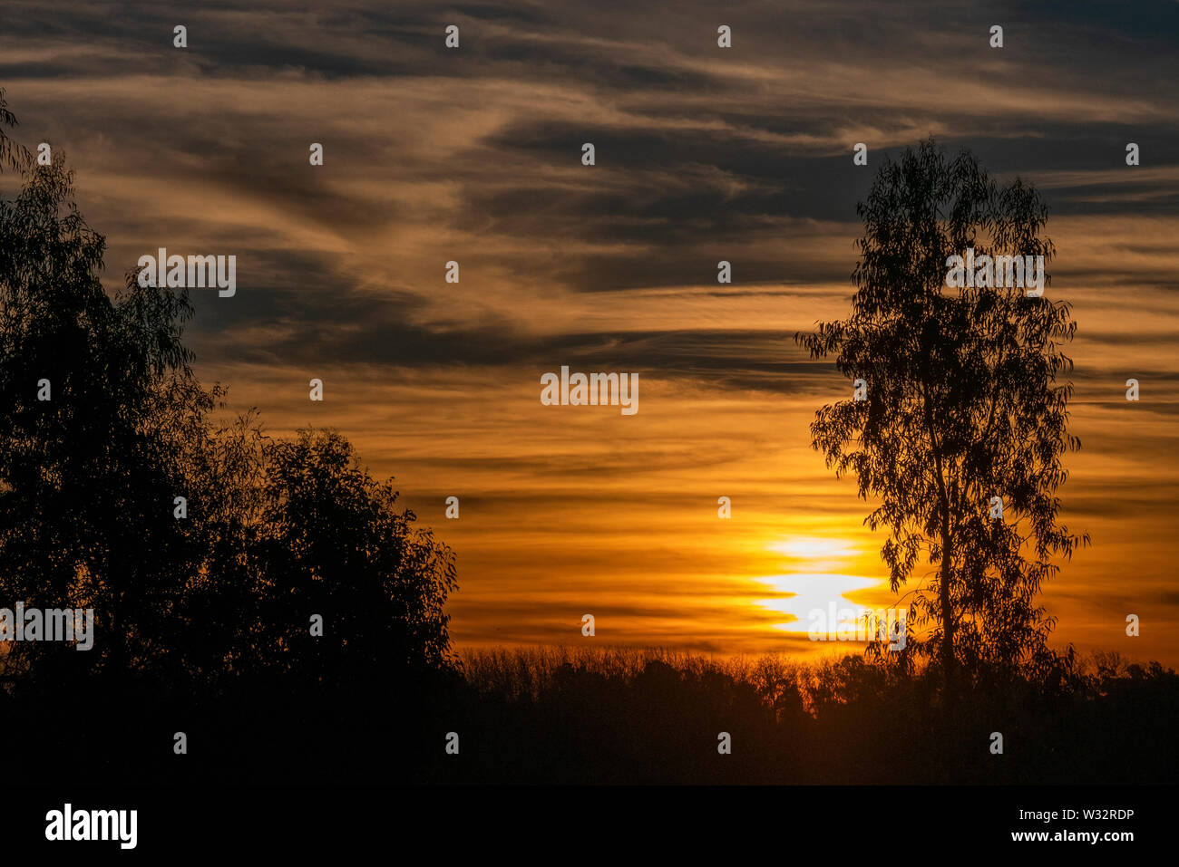 Silueta de árbol hi-res stock photography and images - Alamy