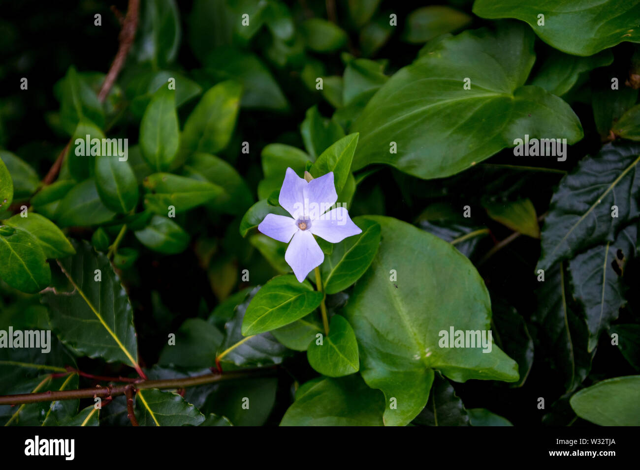 A small lonely flower in a sea of green Stock Photo - Alamy