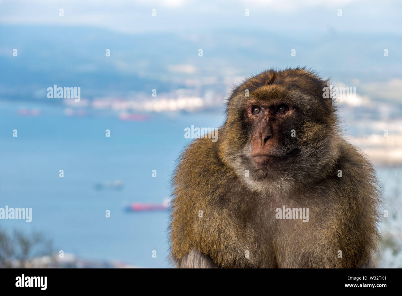 Barbary macaques monkey on the Rock of Gibraltar Stock Photo - Alamy