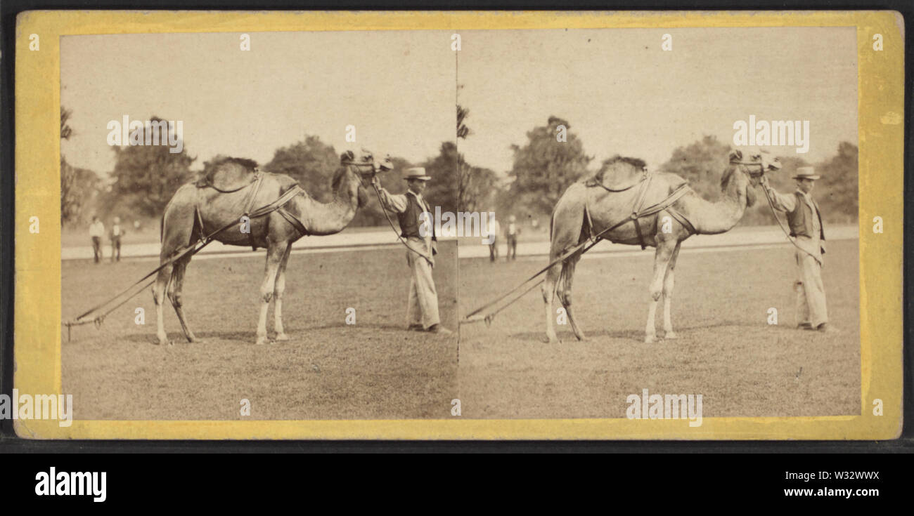 The camel at work, by E & HT Anthony (Firm Stock Photo - Alamy