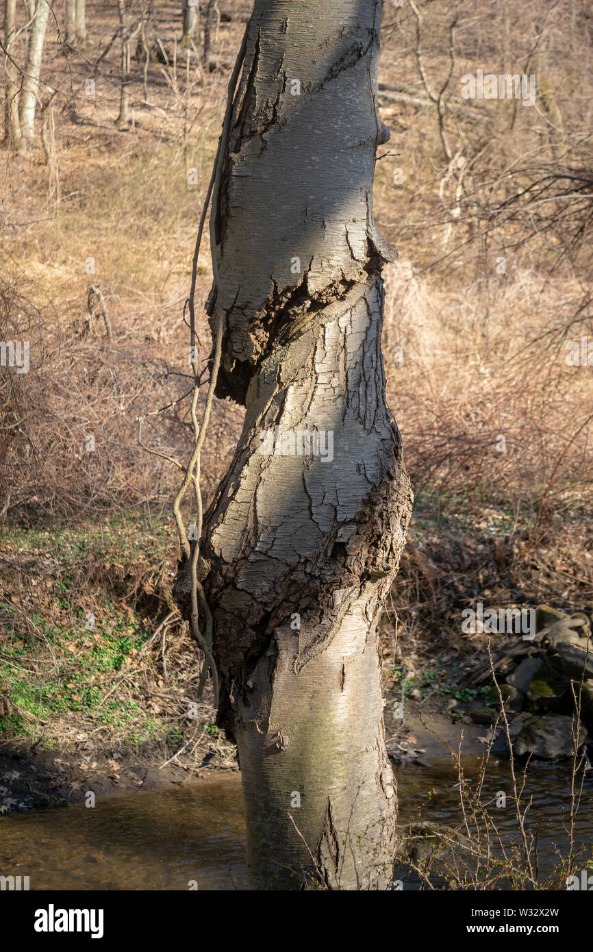 Twisted tree trunk with marks of strangulation Stock Photo - Alamy
