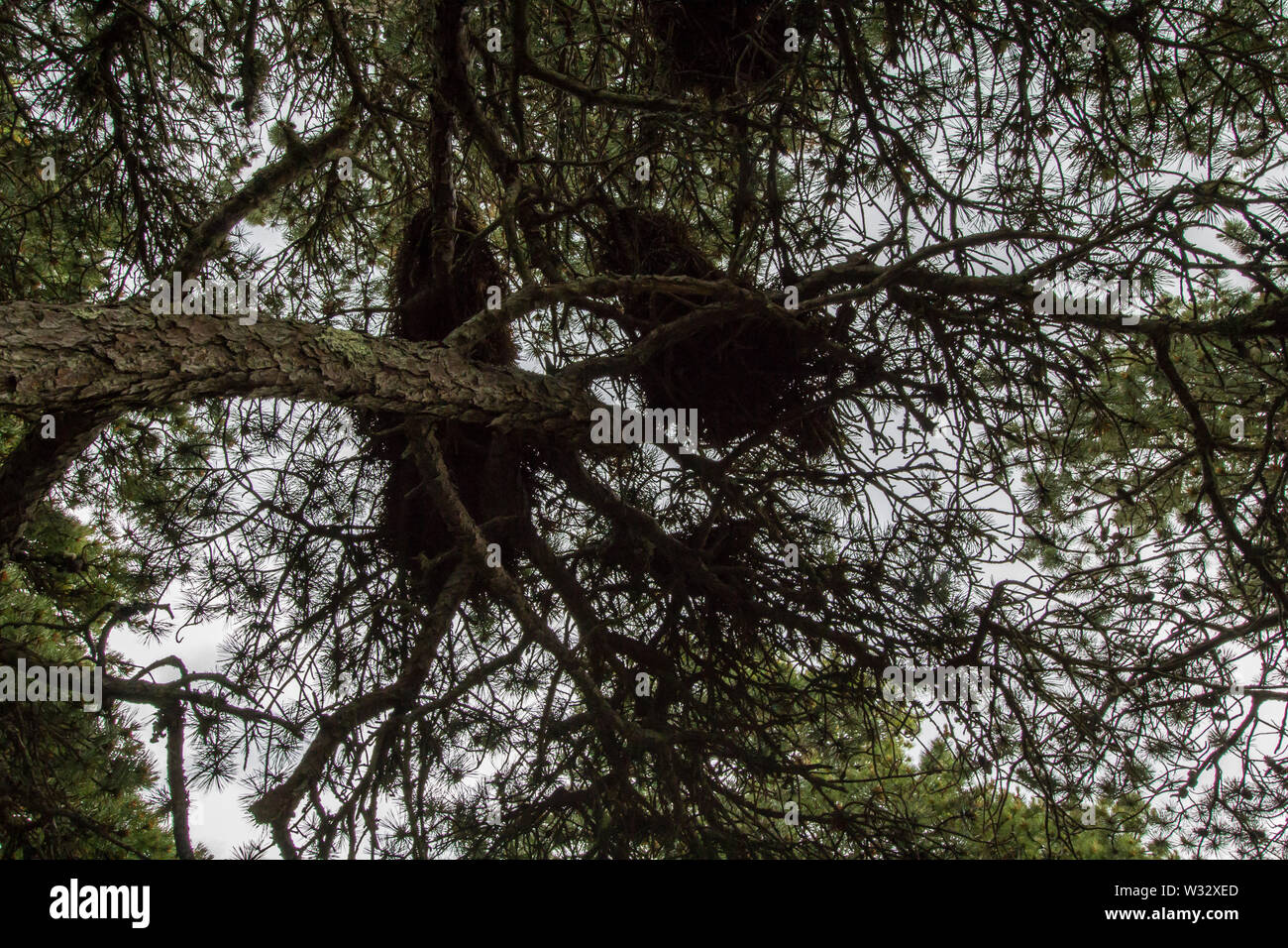 Tree, Acadia National Park, Maine Stock Photo - Alamy