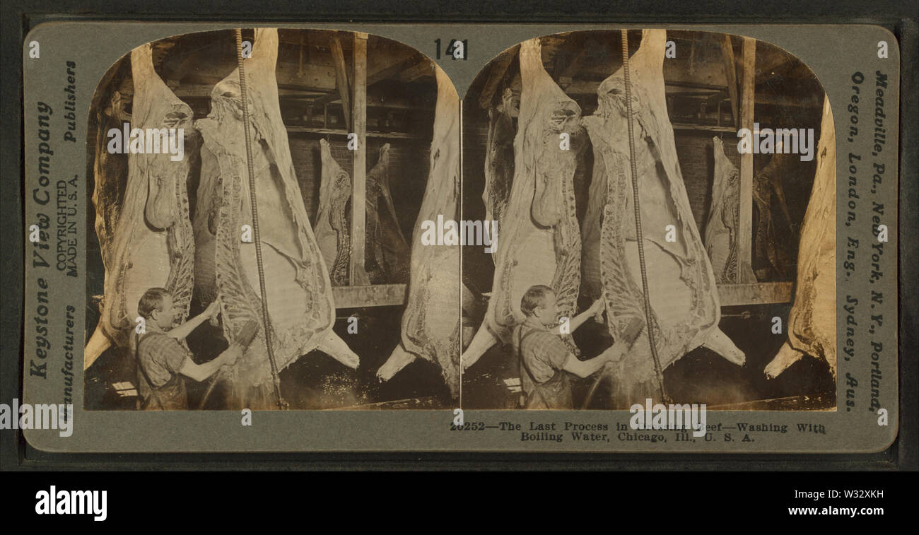 The last process in dressing beef - washing with boiling water Chicago ...