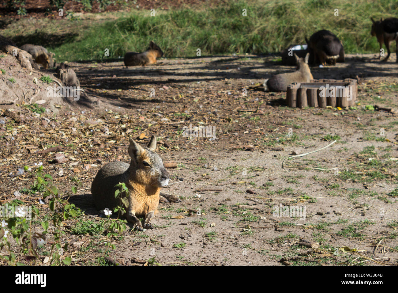 Ecoparque buenos aires hi-res stock photography and images - Alamy