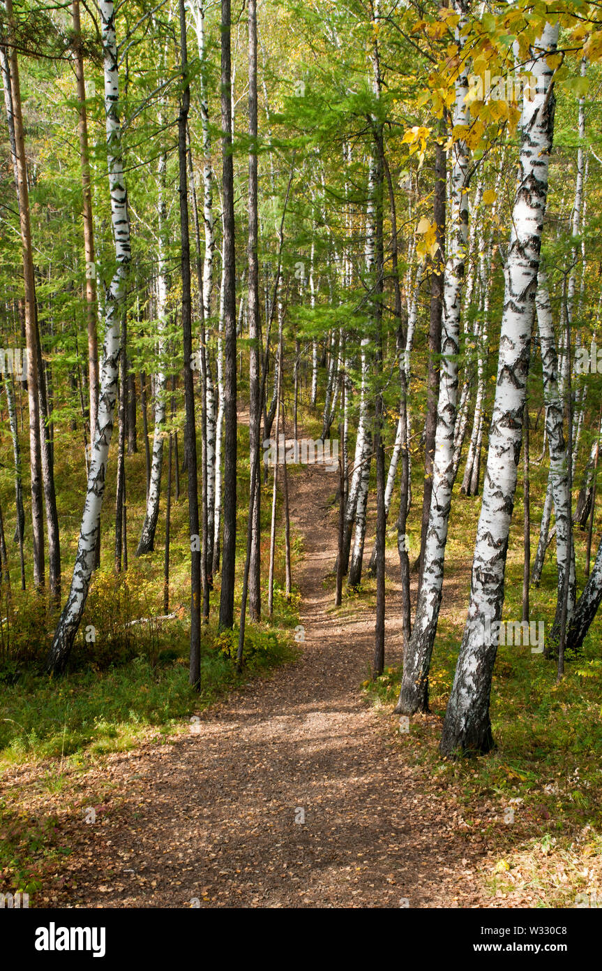 Krasnoyarsk Russia, view of forest path in Stolby National Park in ...