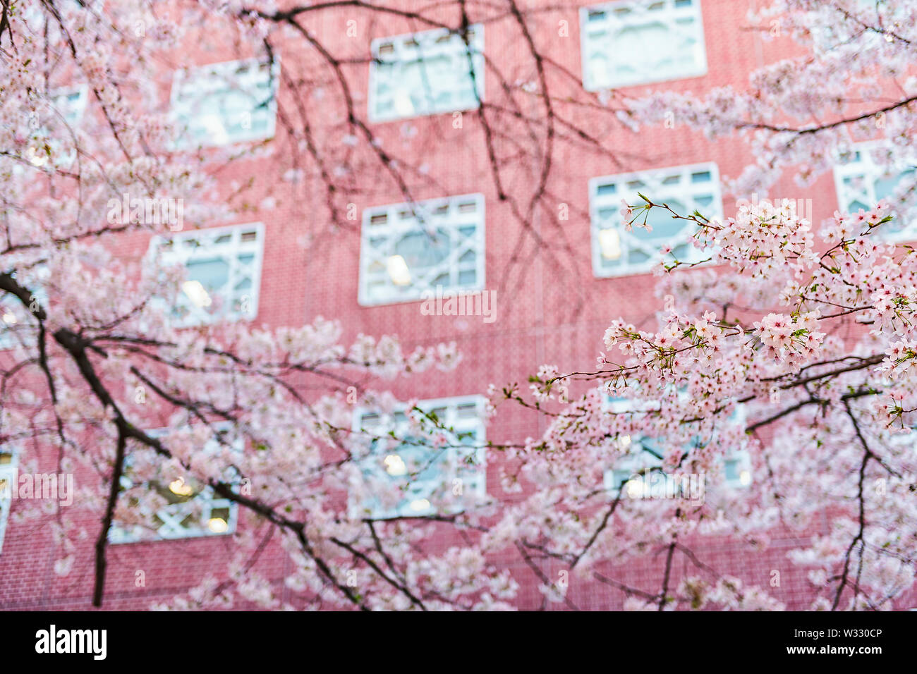 Cherry Blossom Tree Tumblr Background