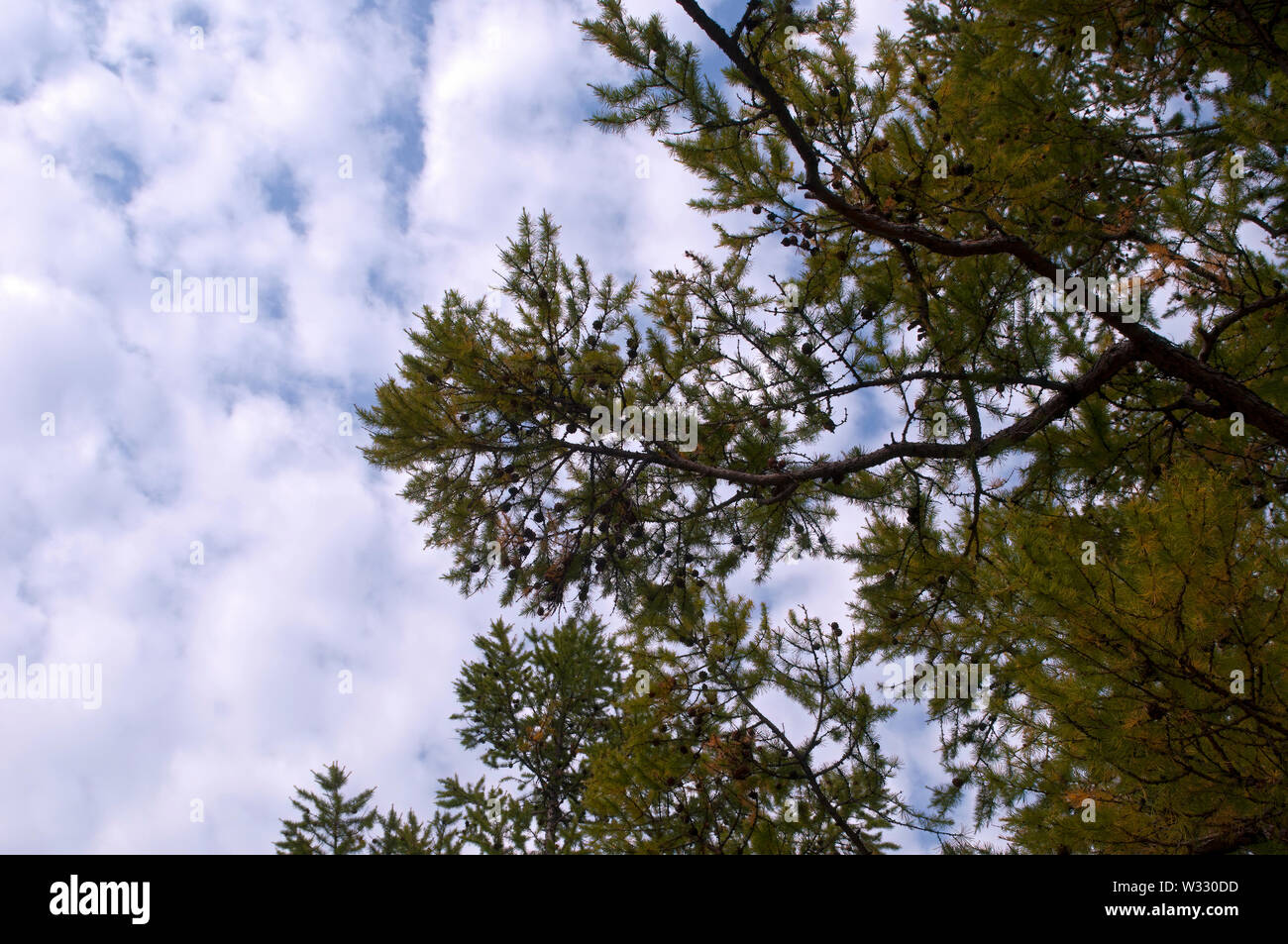 Krasnoyarsk Russia, Looking up through branches of a fir tree Stock ...