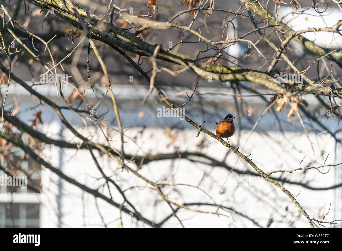 American robin cute bird hi-res stock photography and images - Alamy