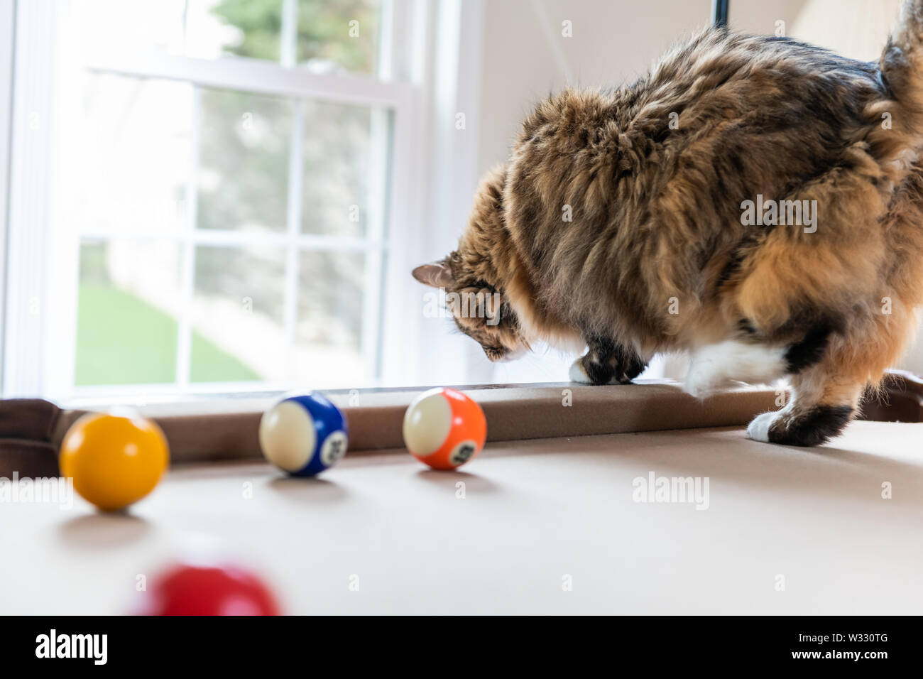 Curious maine coon cat walking on top of billiard table game of snooker ...