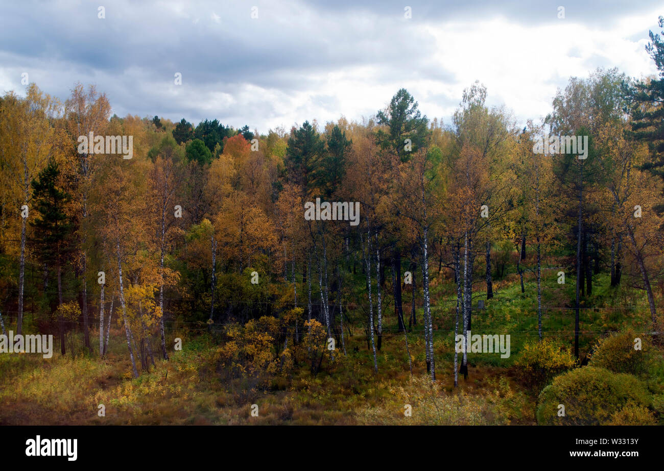 Rural Siberia Russia, view of birch woodland with autumn leaves from ...