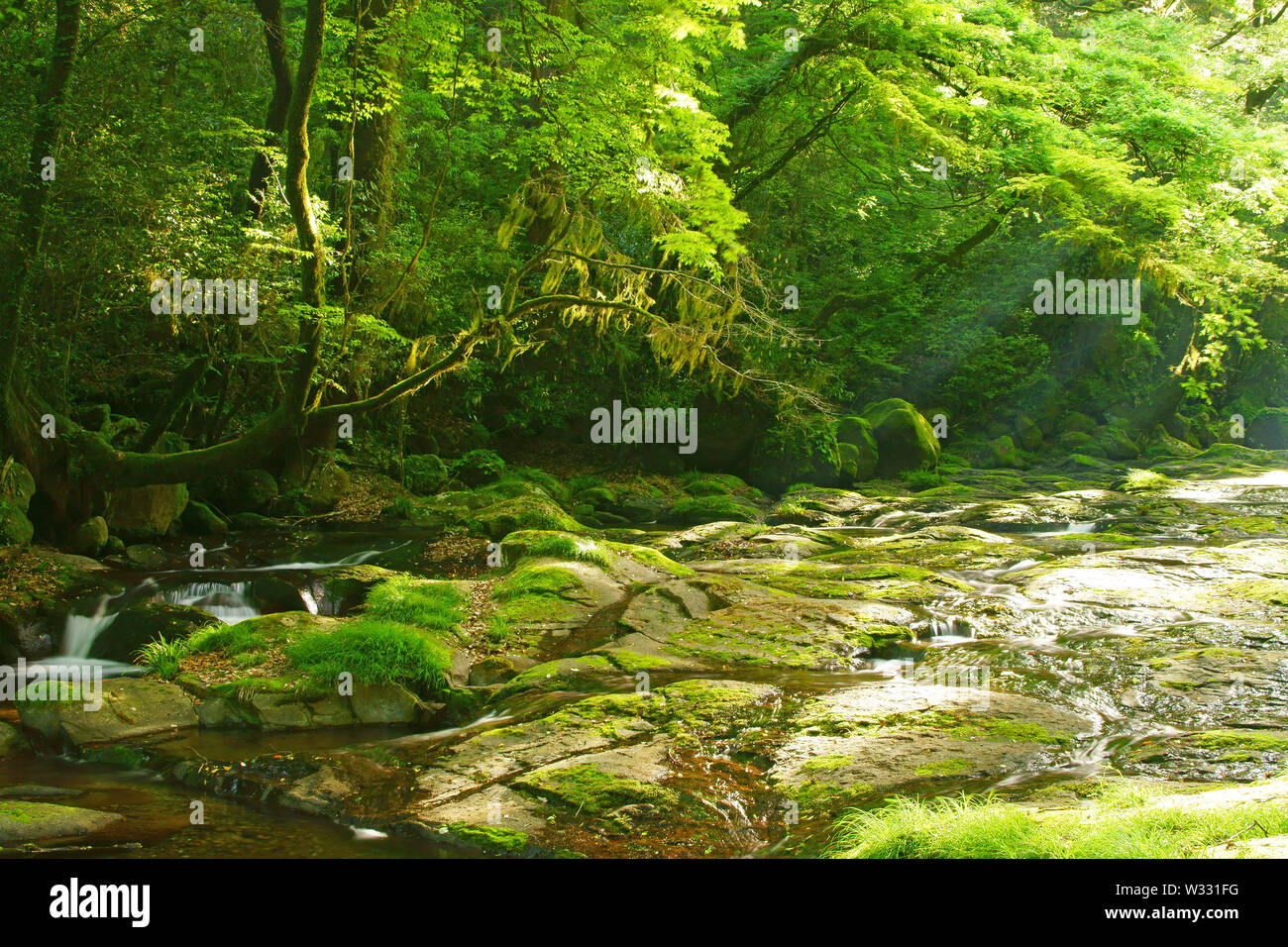 Fresh green Kikuchi Gorge, Kumamoto Prefecture, Japan Stock Photo - Alamy