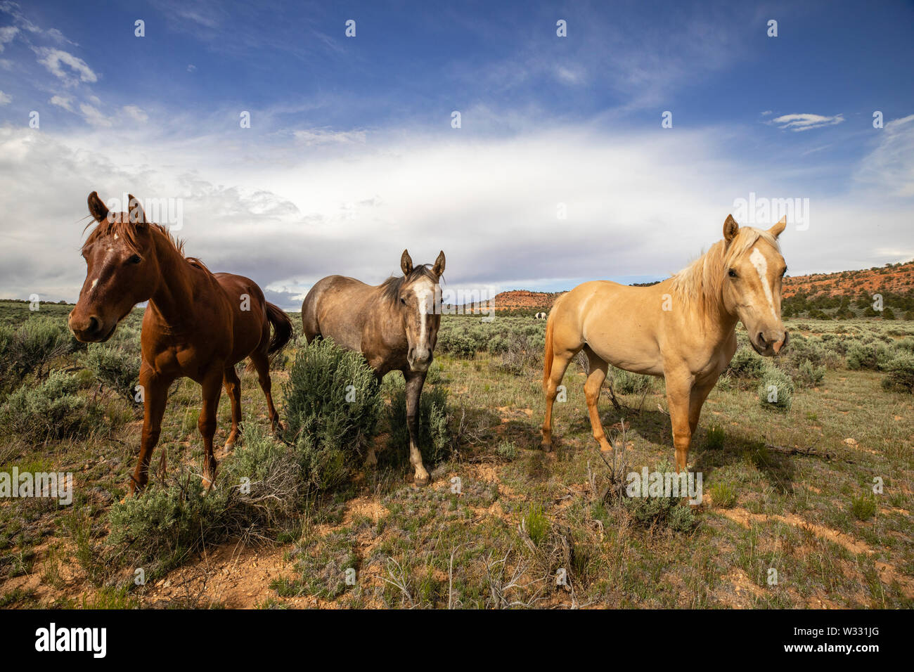 Wild horses at Vermilion Cliffs National Monument, Arizona, United ...