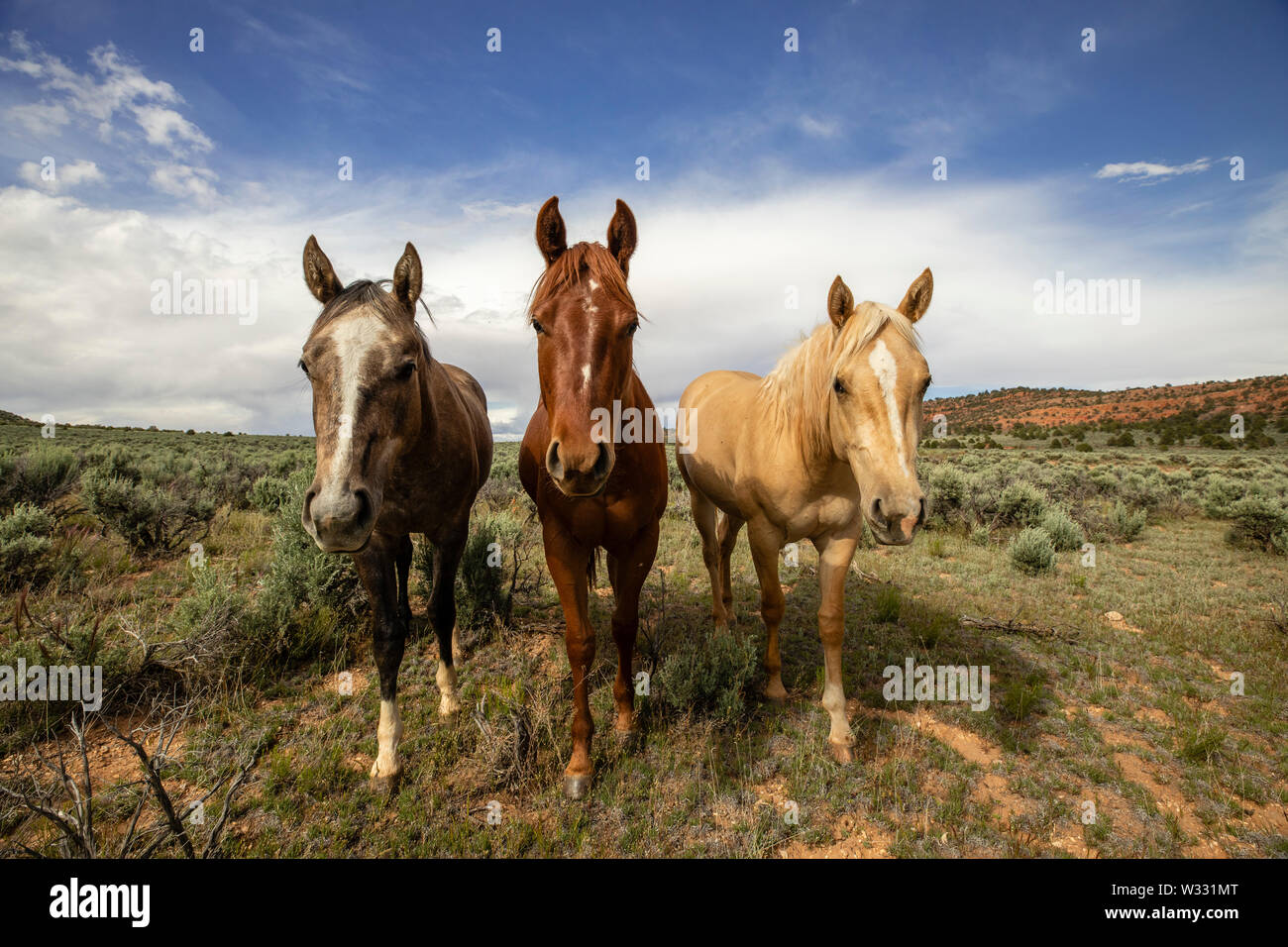 American wild horses hi-res stock photography and images - Alamy
