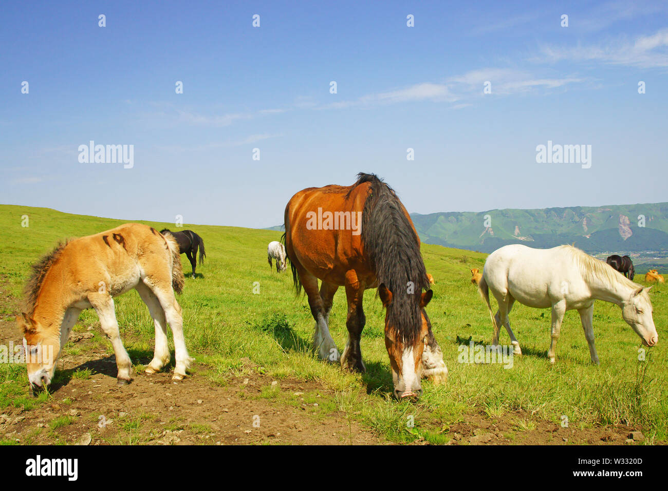 Ranch in Aso, Kumamoto Prefecture, Japan Stock Photo - Alamy
