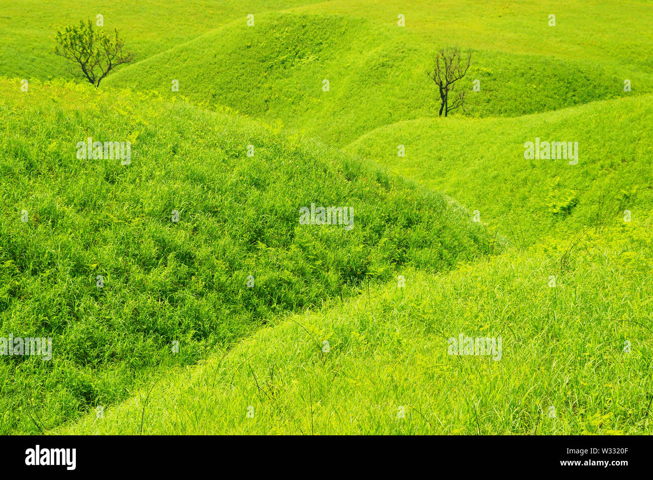 Field in fresh green Stock Photo - Alamy