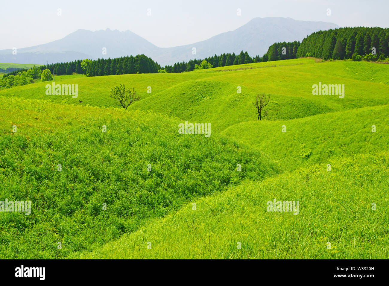 Field in fresh green Stock Photo - Alamy