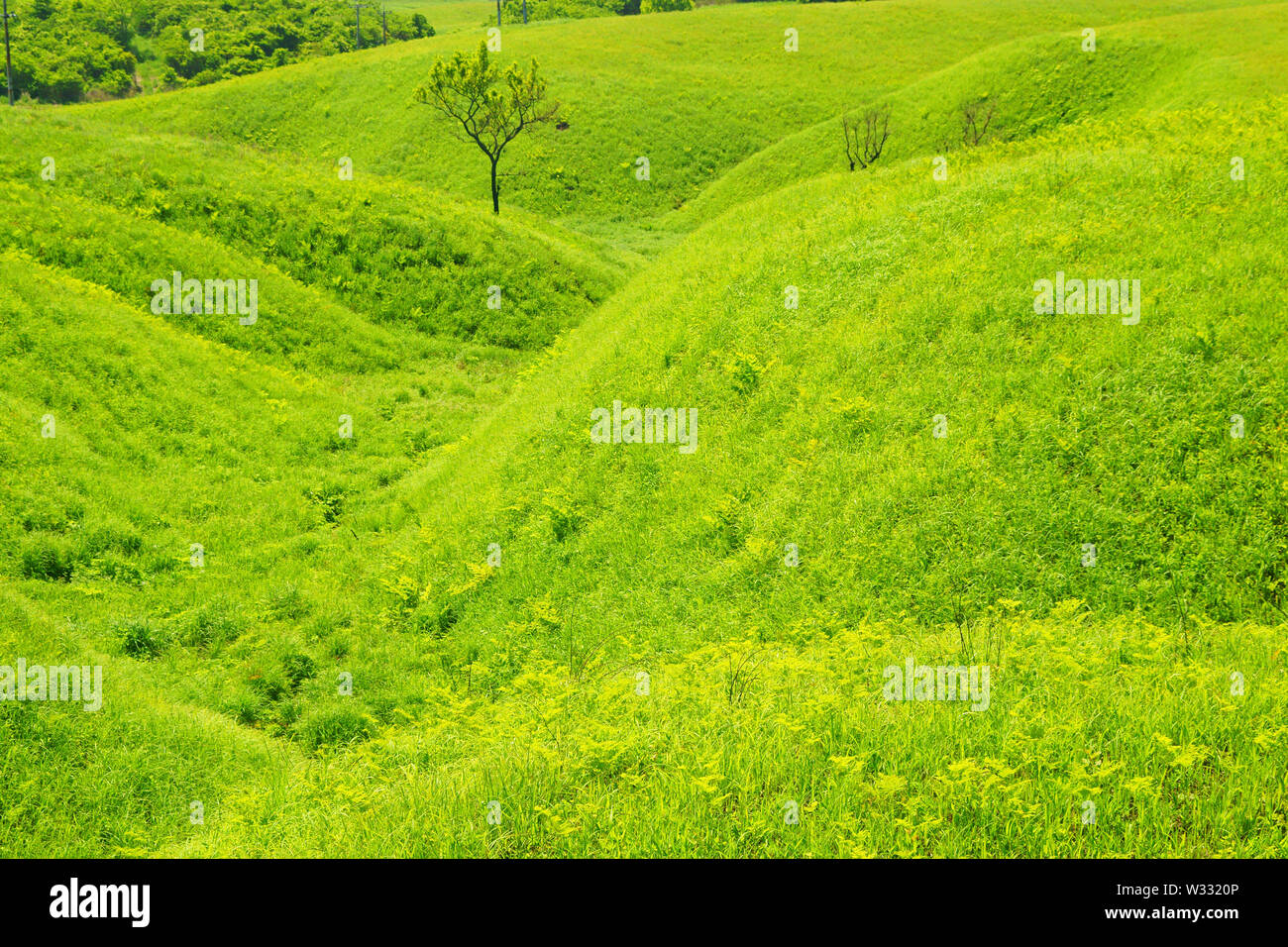 Field in fresh green Stock Photo - Alamy