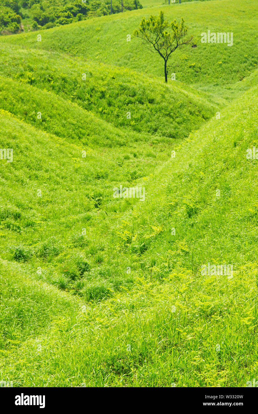 Field in fresh green Stock Photo - Alamy