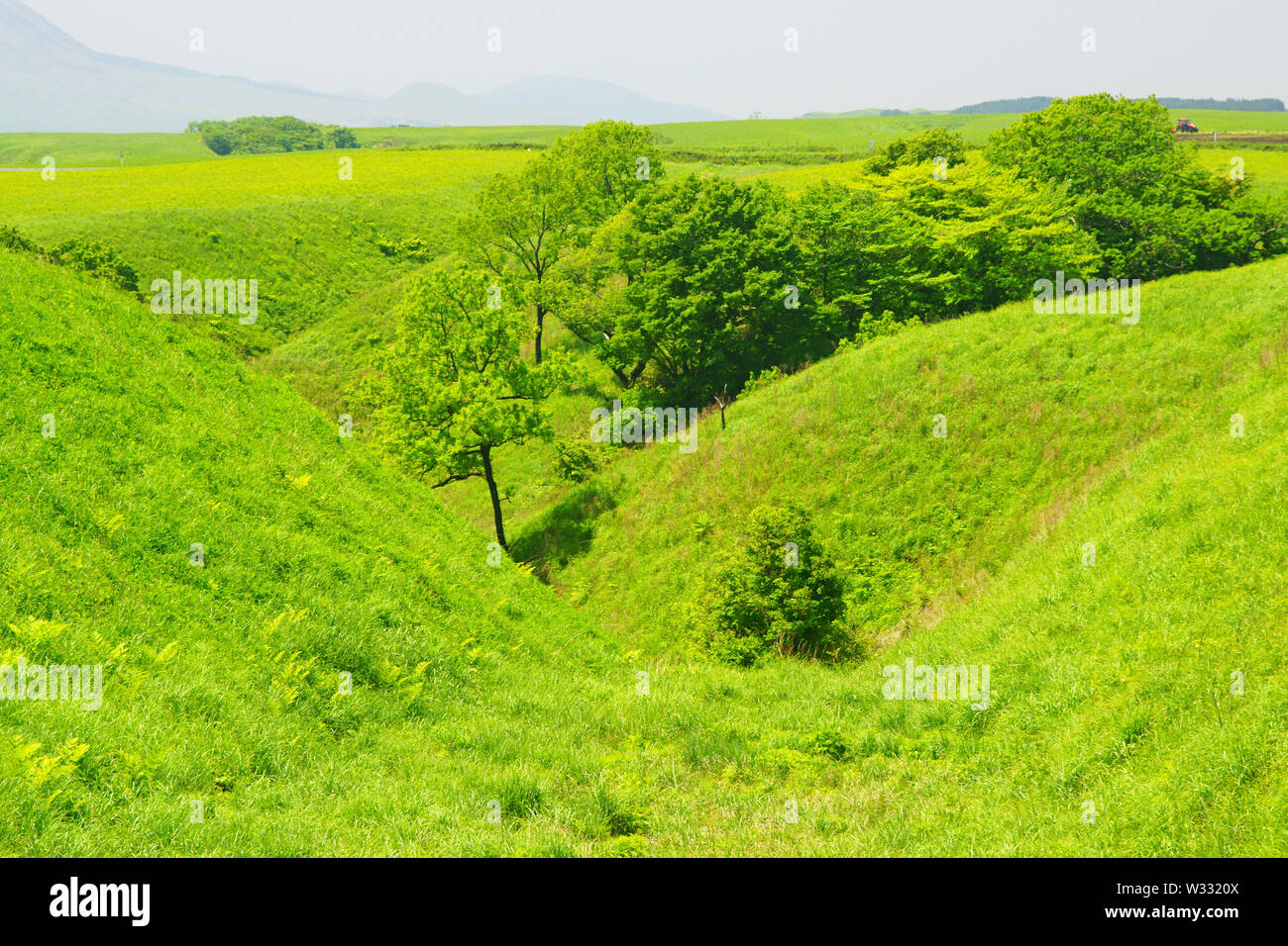 Field in fresh green Stock Photo - Alamy