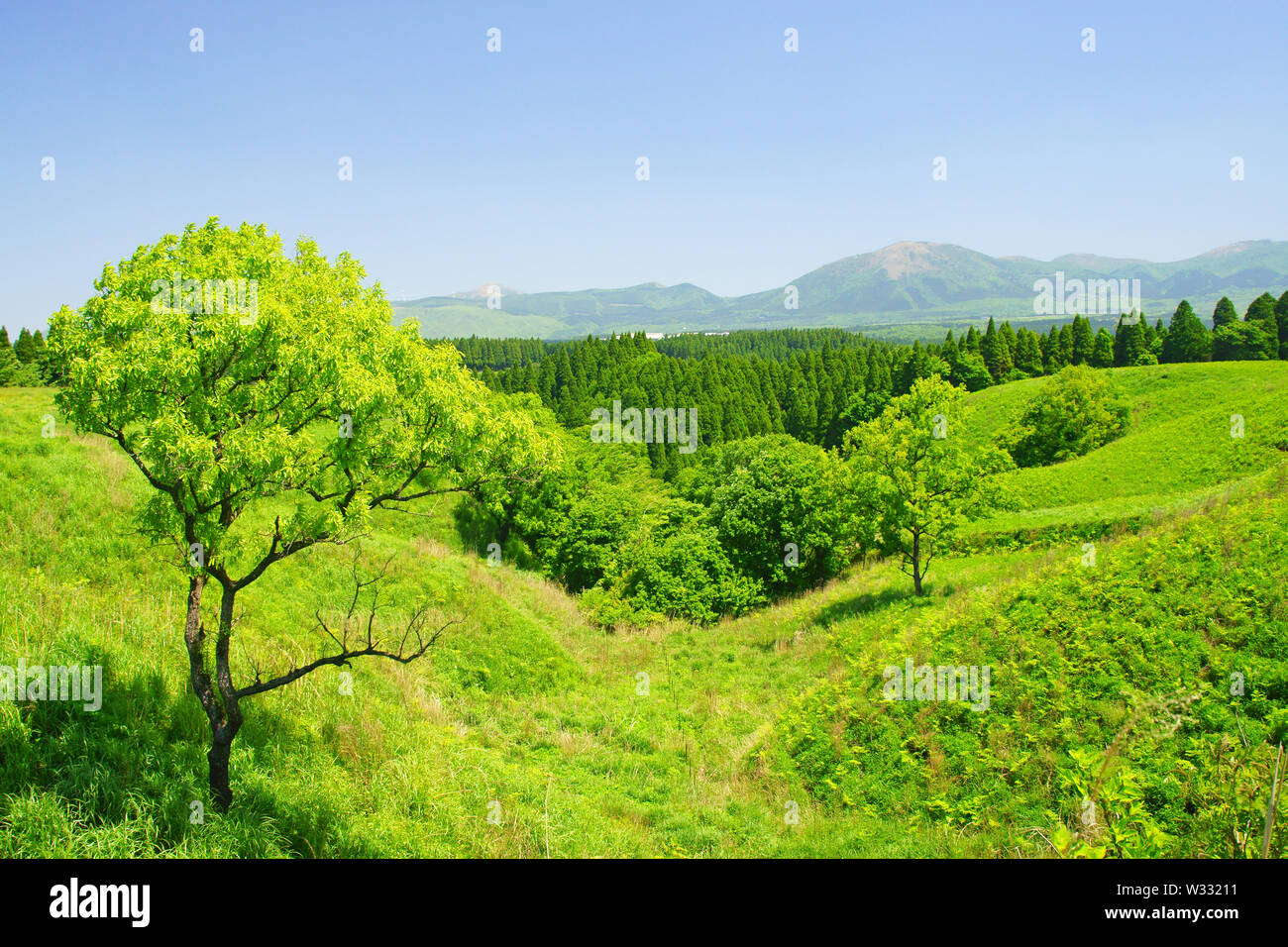 Field in fresh green Stock Photo - Alamy