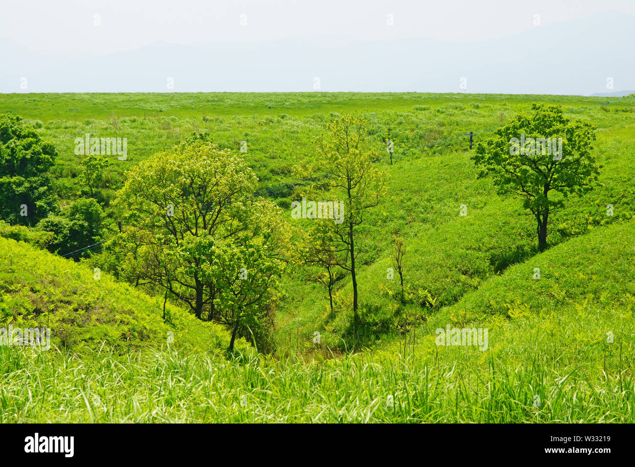 Field in fresh green Stock Photo - Alamy