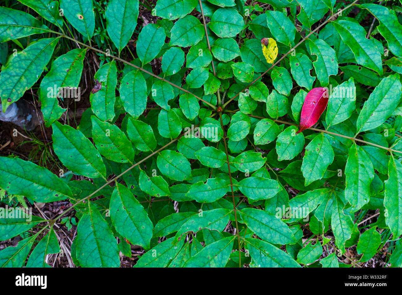 Shrub moving garden hi-res stock photography and images - Alamy
