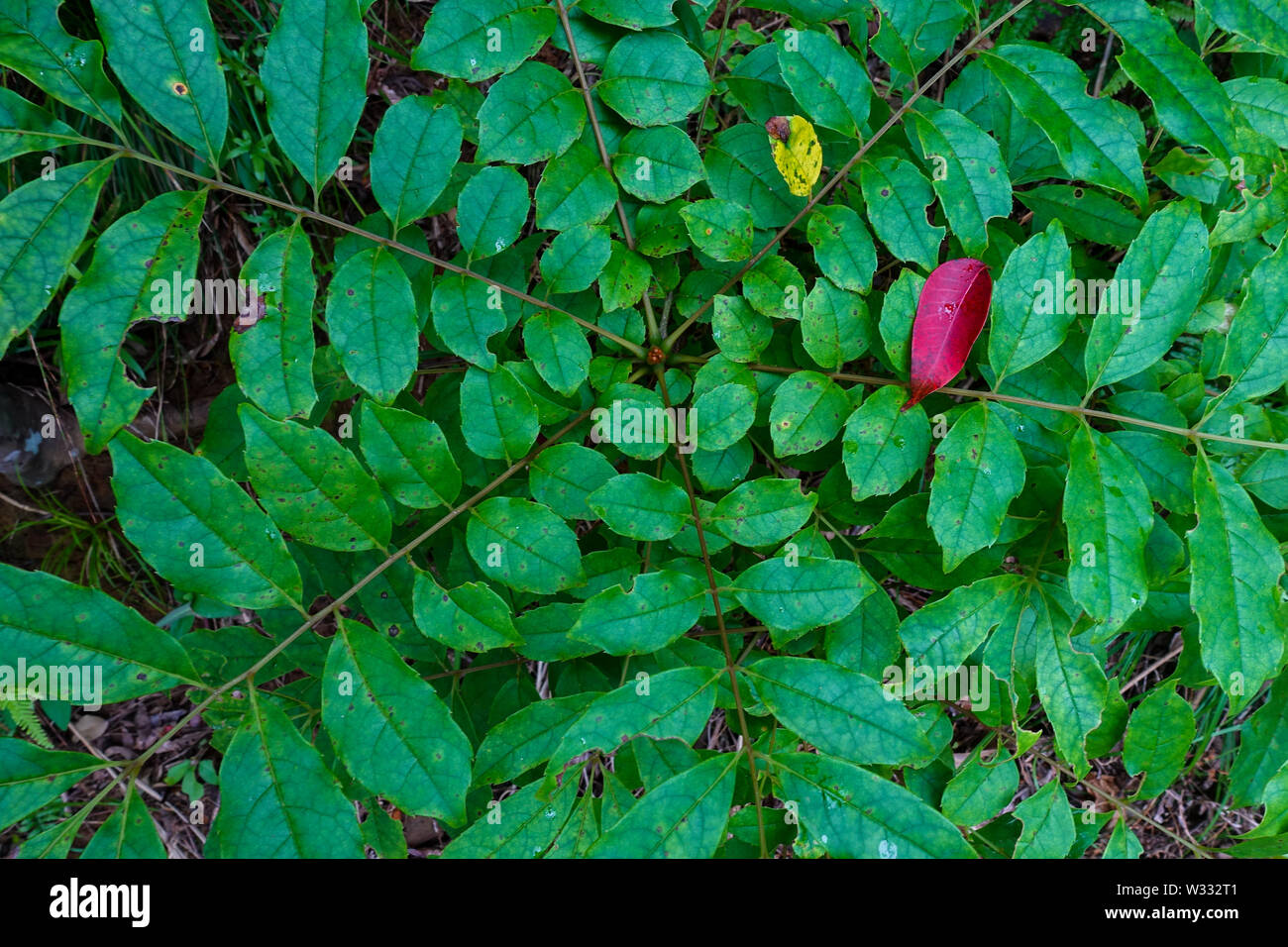 Shrub moving garden hi-res stock photography and images - Alamy