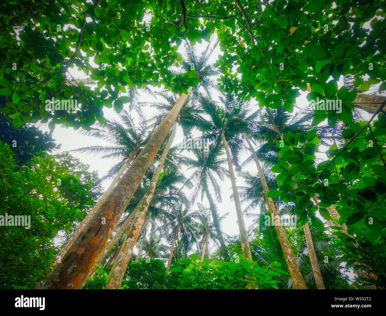 Maibara hi-res stock photography and images - Alamy
