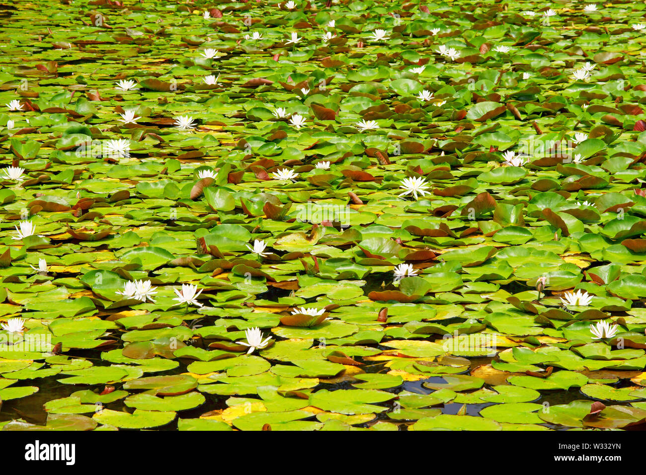 Water lily pond Stock Photo - Alamy
