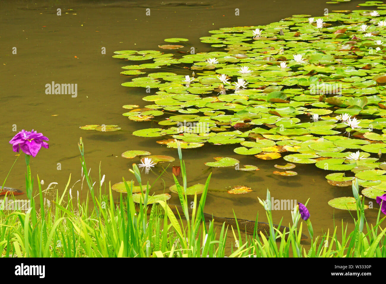 Water lily pond Stock Photo - Alamy