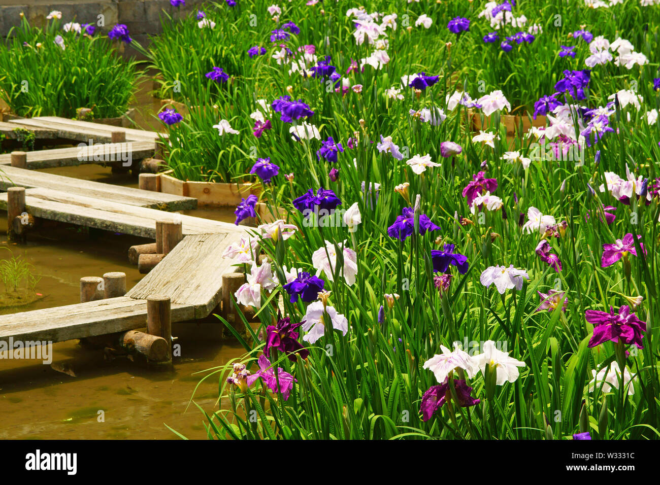 Japanese Iris pond Stock Photo - Alamy