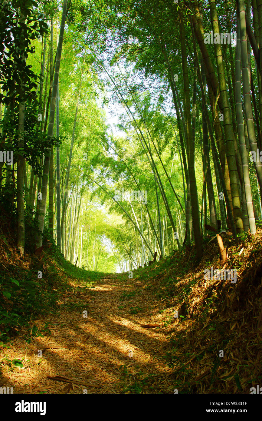 Bamboo Forest in Spring Stock Photo - Alamy