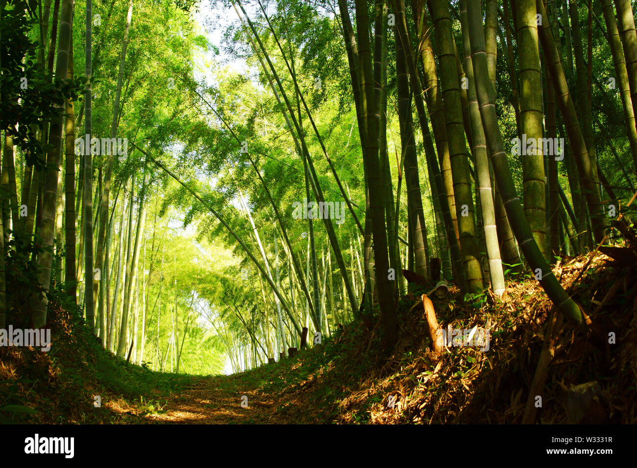 Bamboo grove in countryside hi-res stock photography and images - Alamy
