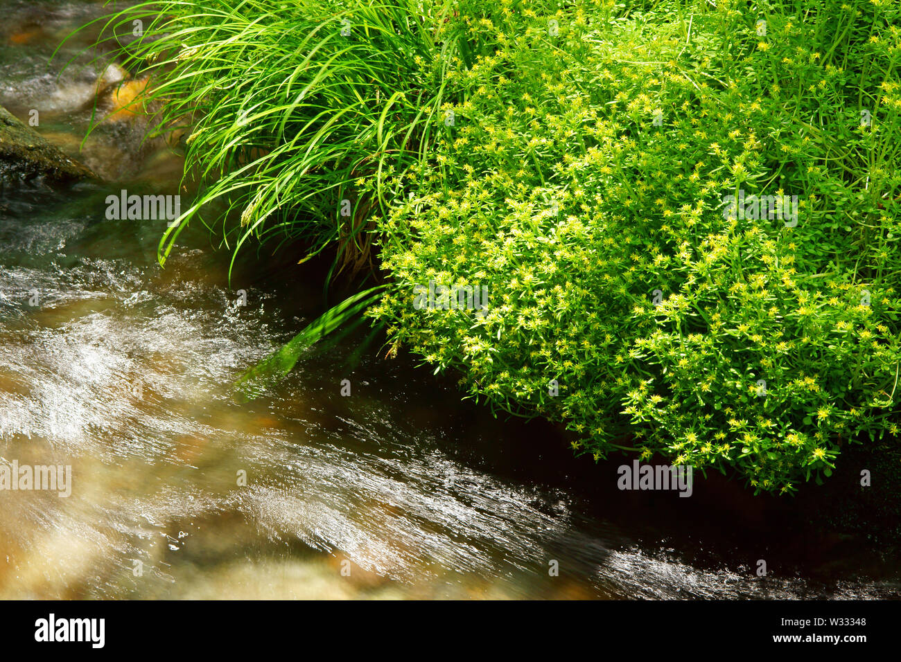 Subtile hi-res stock photography and images - Alamy