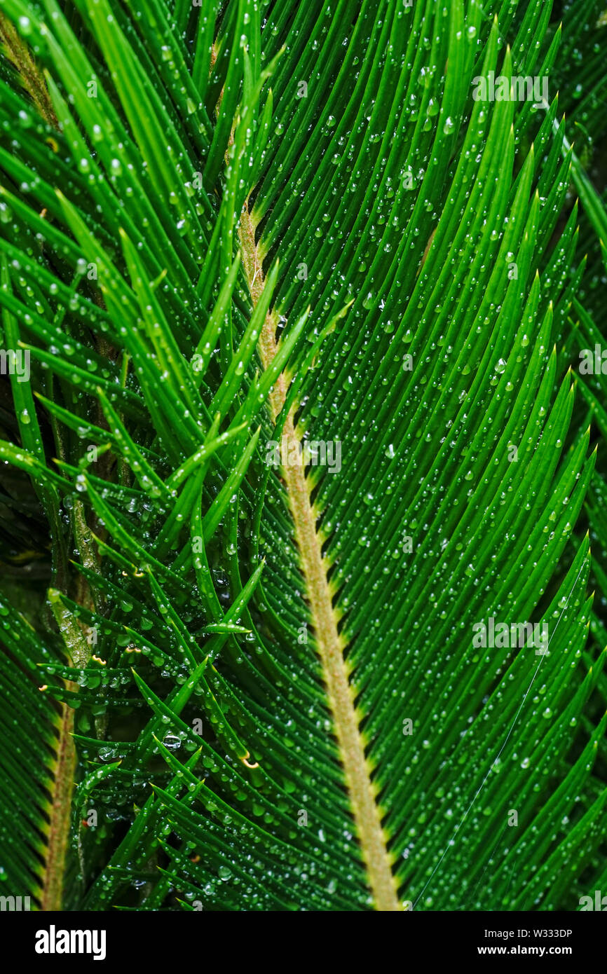 Sago and water hi-res stock photography and images - Alamy