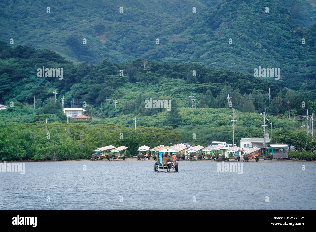 Water buffalo carriage Stock Photo - Alamy