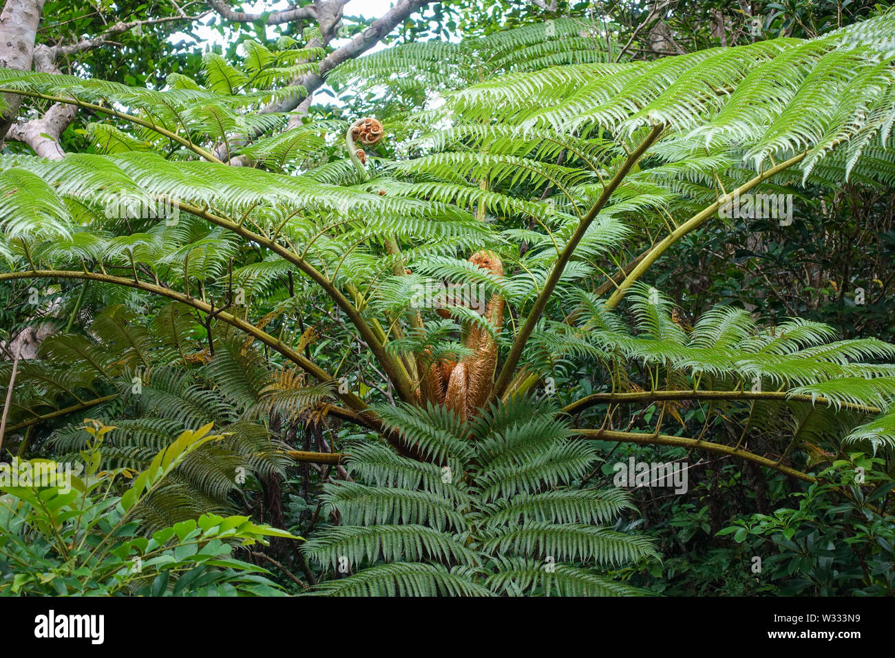 Cyathea spinulosa hi-res stock photography and images - Alamy