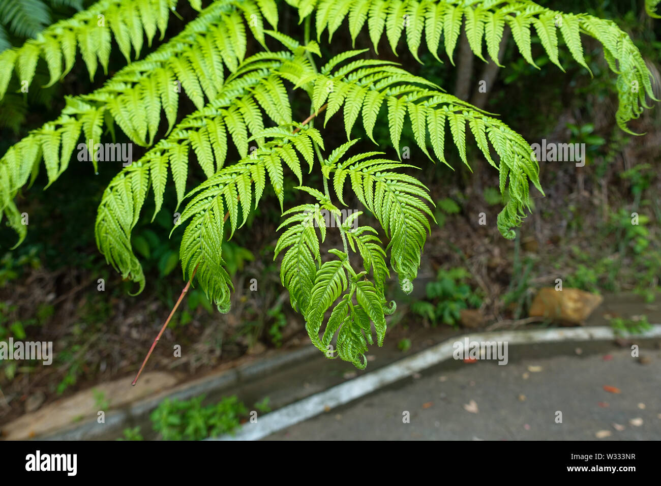 Cyathea spinulosa hi-res stock photography and images - Alamy