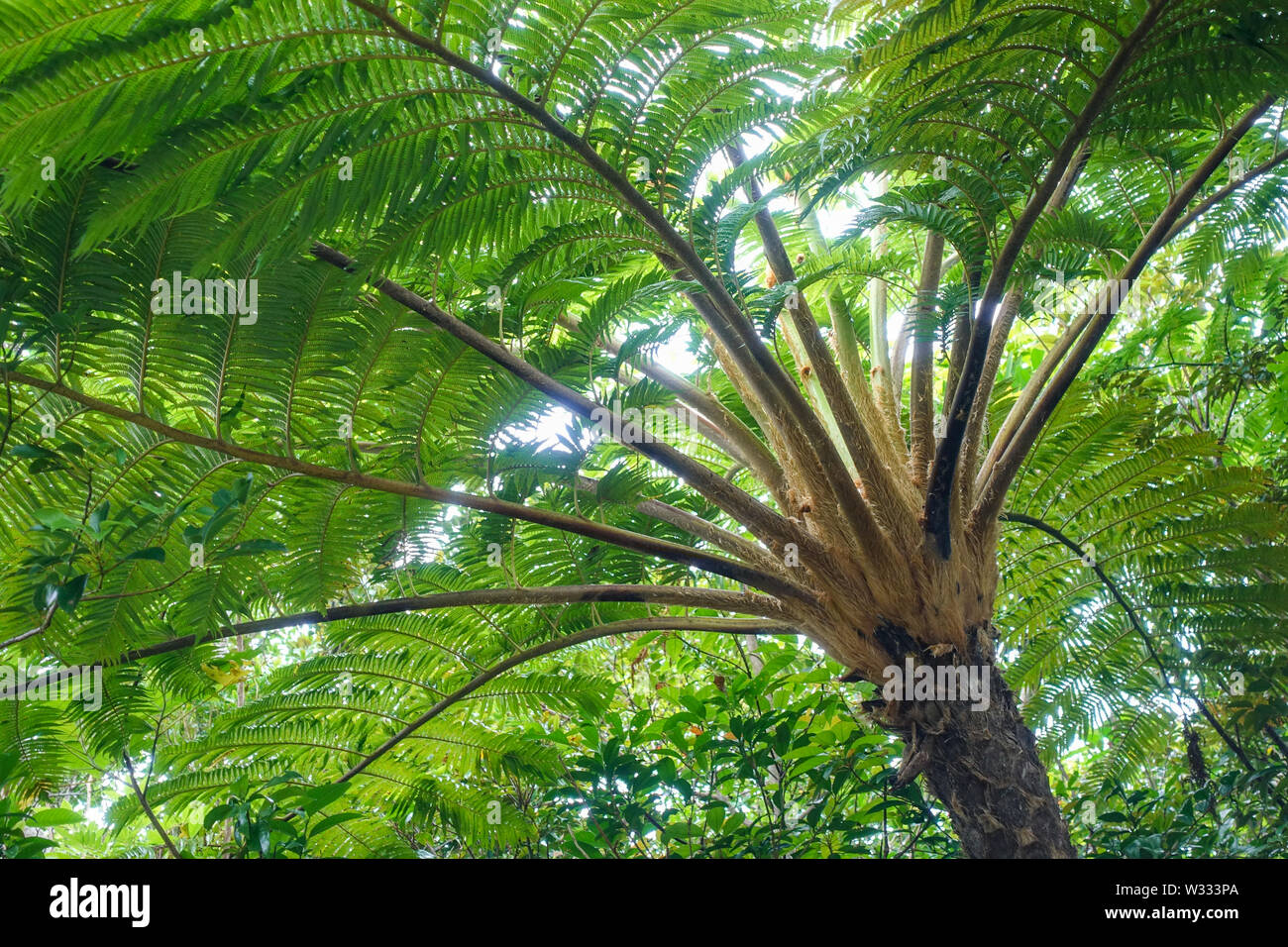 Cyathea spinulosa hi-res stock photography and images - Alamy
