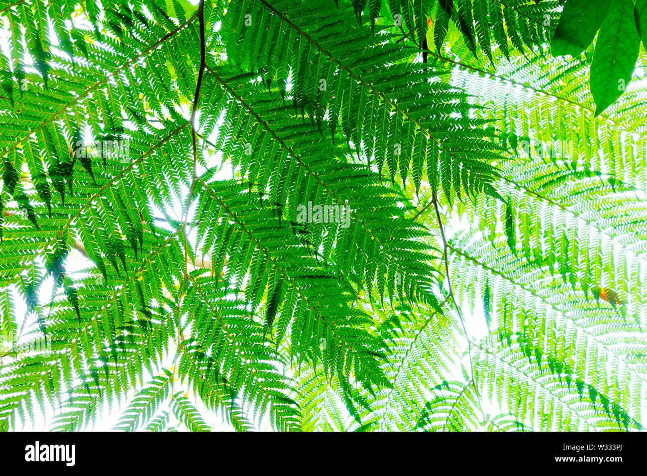 Cyathea spinulosa hi-res stock photography and images - Alamy