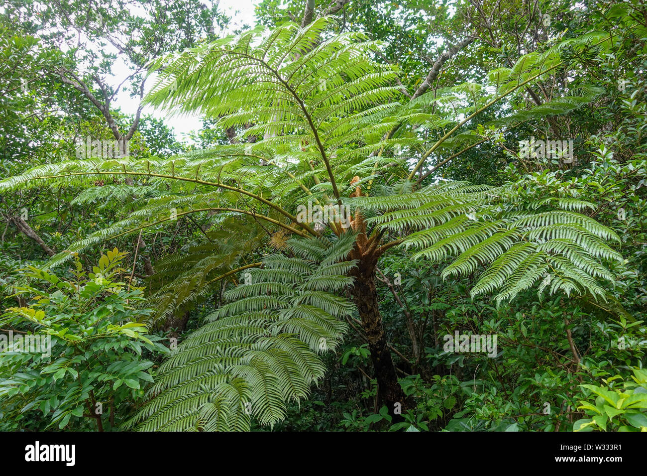 Cyathea spinulosa hi-res stock photography and images - Alamy