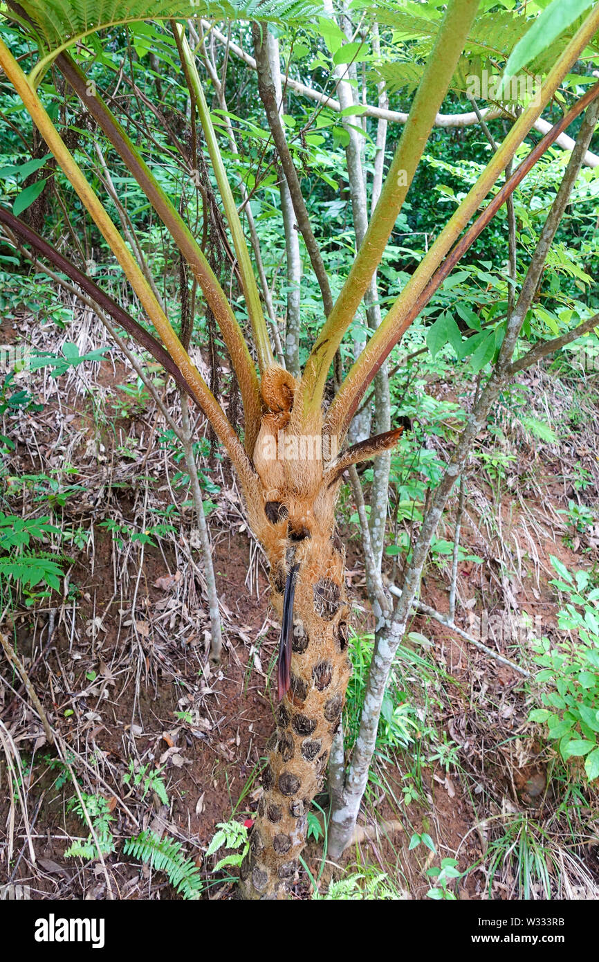 Cyathea spinulosa hi-res stock photography and images - Alamy