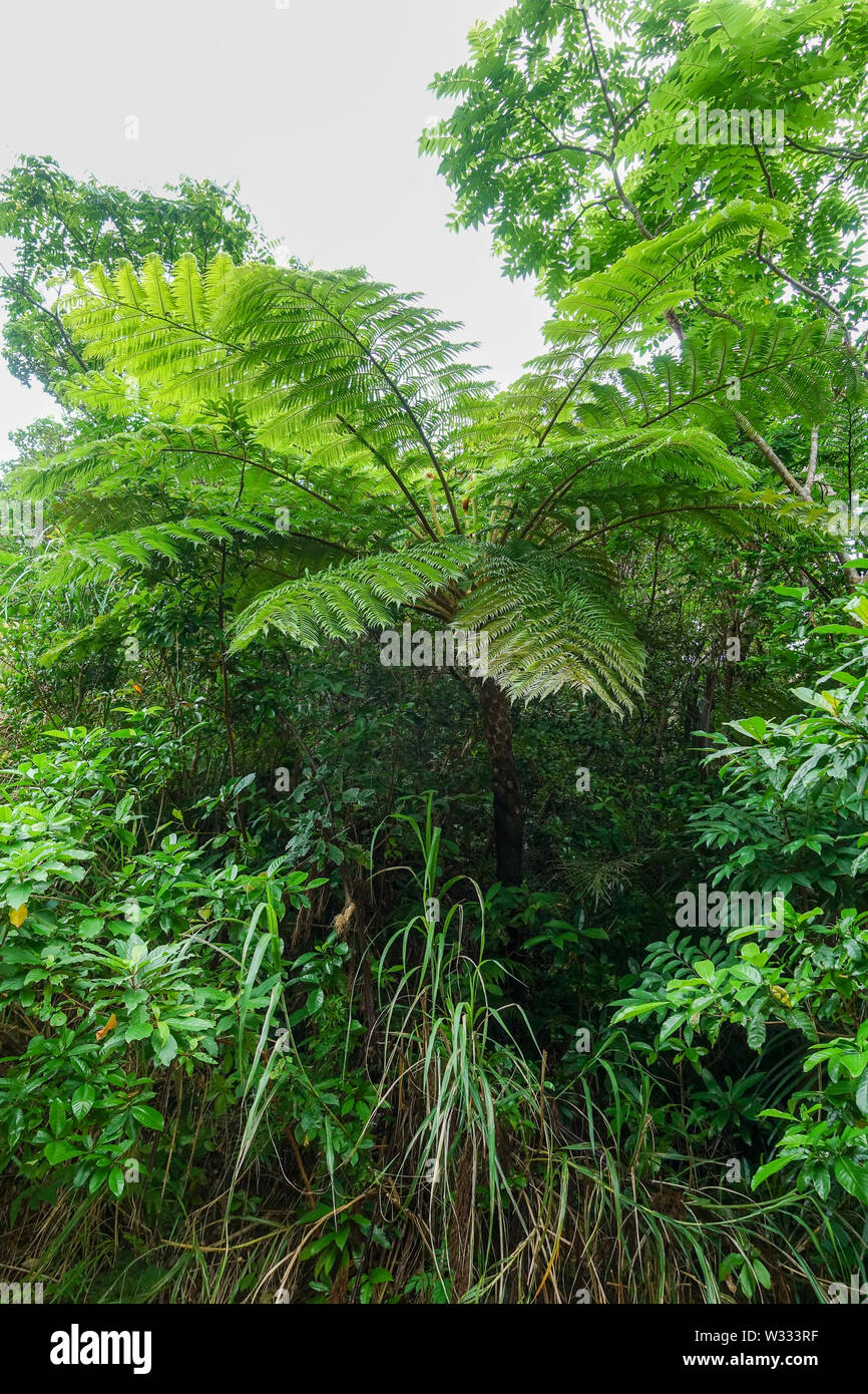 Cyathea spinulosa hi-res stock photography and images - Alamy