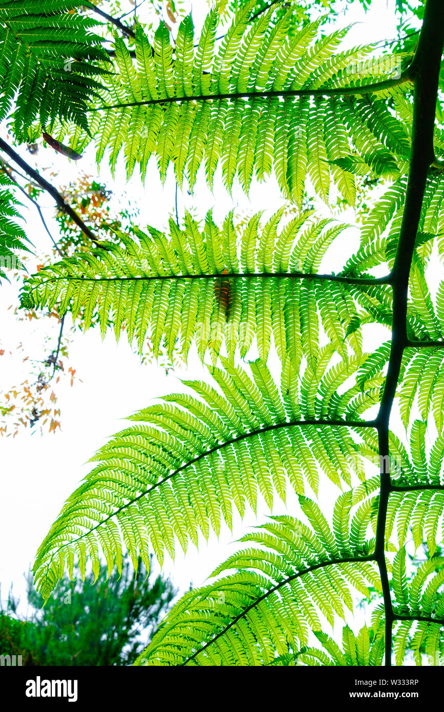 Cyathea spinulosa hi-res stock photography and images - Alamy