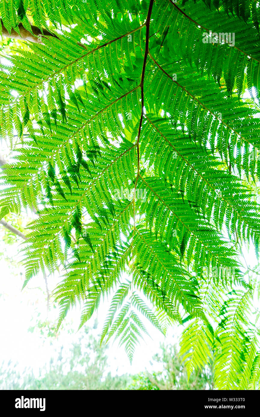 Cyathea spinulosa hi-res stock photography and images - Alamy
