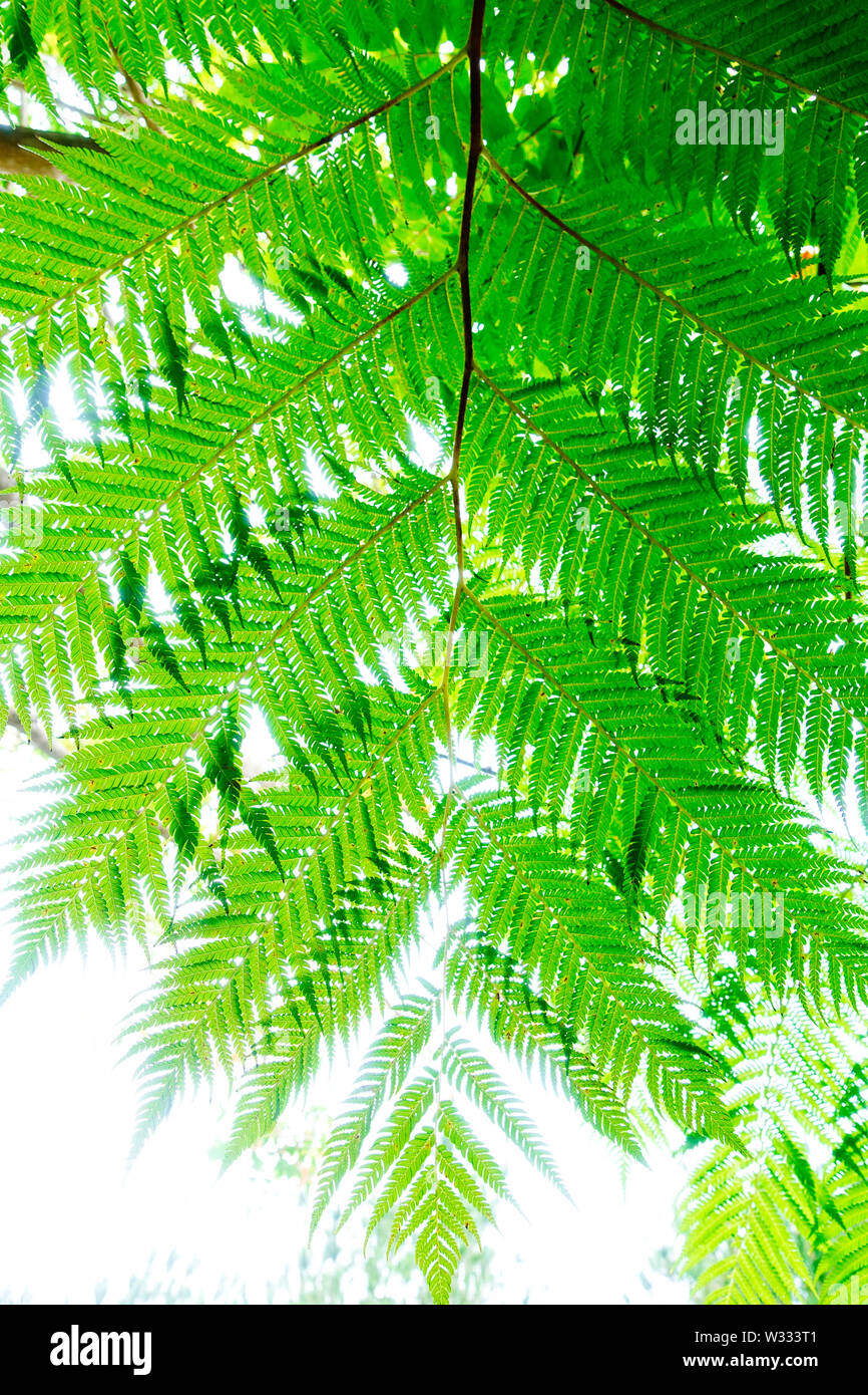 Cyathea spinulosa hi-res stock photography and images - Alamy